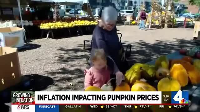 Inflation impacting pumpkin prices (clip) :: Grabien - The Multimedia ...
